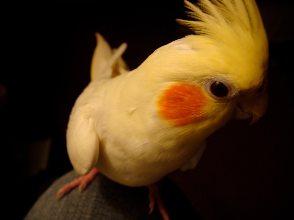 Chippy Photoshoot – That's For the Birds!